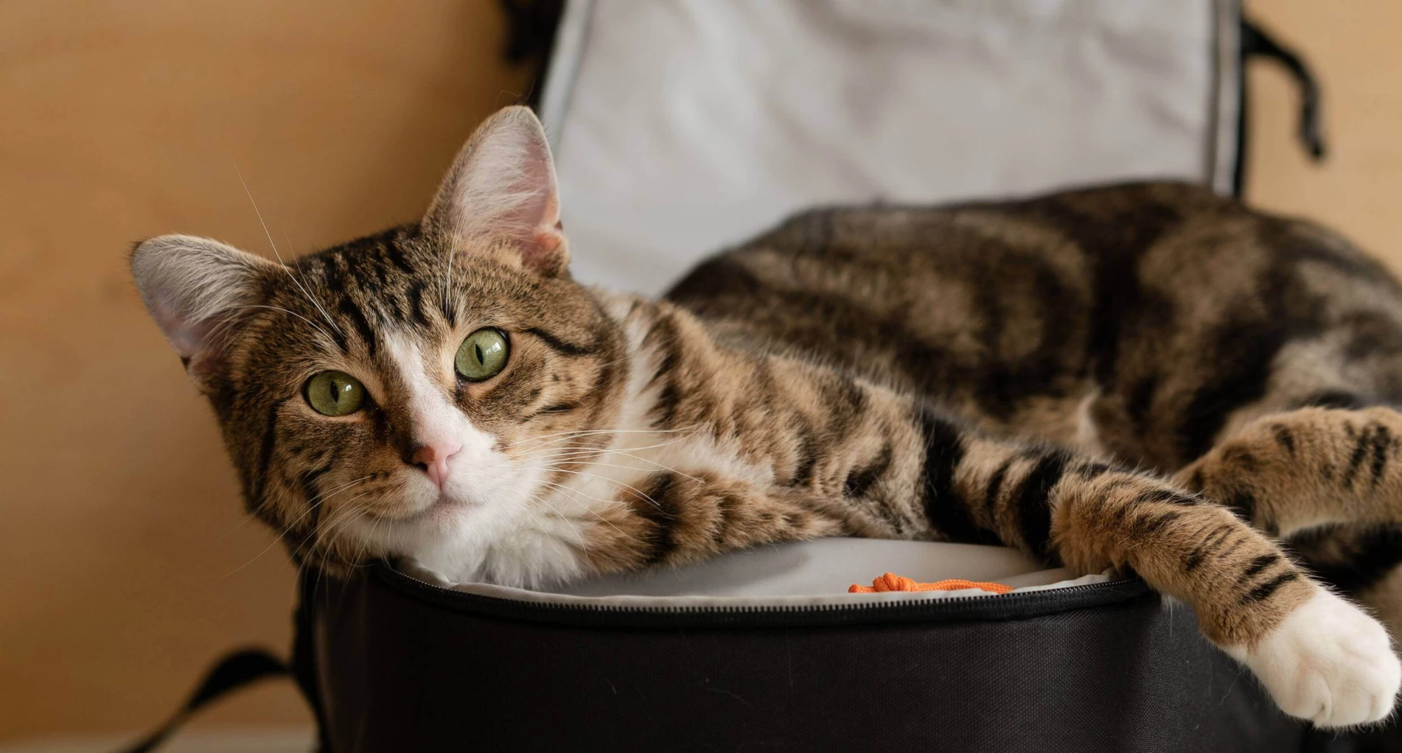 Adoption Faqs Neko A Cat Cafe Sip The Drinks Pet The Cats